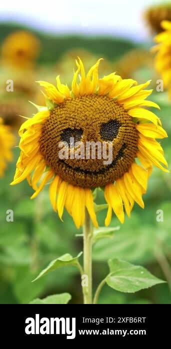 Scary face in a tree Stock Videos & Footage - HD and 4K Video Clips - Alamy
