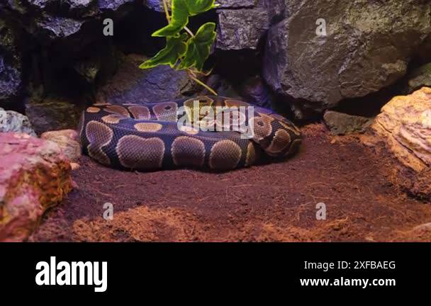 Coiled serpent Stock Videos & Footage - HD and 4K Video Clips - Alamy