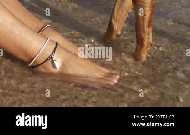 CLOSE UP: Human and dog feet together in shallow sea water on a pebble ...