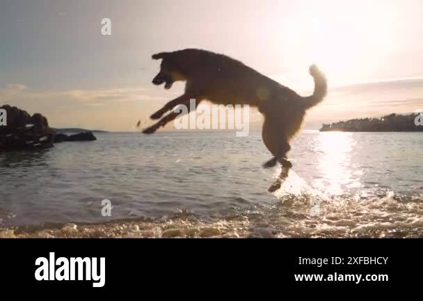 LENS FLARE, SLOW MOTION: Dog plays and jumps in shallow seawater in ...