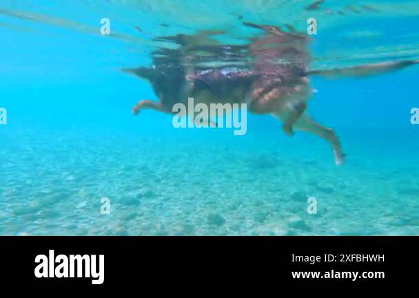 UNDERWATER: Swimming paws of a mixed breed dog in incredibly clear ...