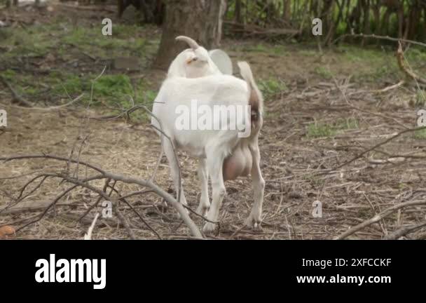 A white dairy goat is pooping on the farm with its tail raised. Natural ...