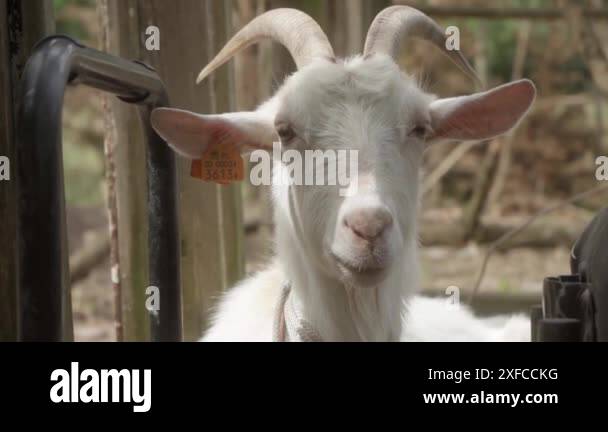 The muzzle of a white domestic horned goat with a cattle tag on the ear ...