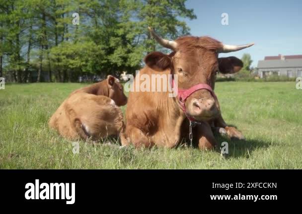 A caring mother cow and her adorable calf rest peacefully side by side ...