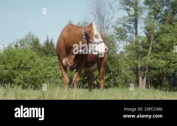 Simmental breed Stock Videos & Footage - HD and 4K Video Clips - Alamy