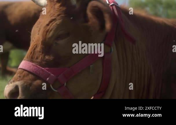 A Limousin beef cow with large horns, wearing a halter, is lying in a ...