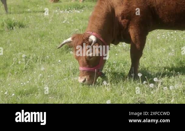 Brown beef cattle Stock Videos & Footage - HD and 4K Video Clips - Alamy
