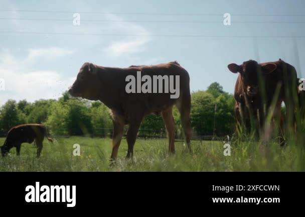 Calf nose flaps Stock Videos & Footage - HD and 4K Video Clips - Alamy