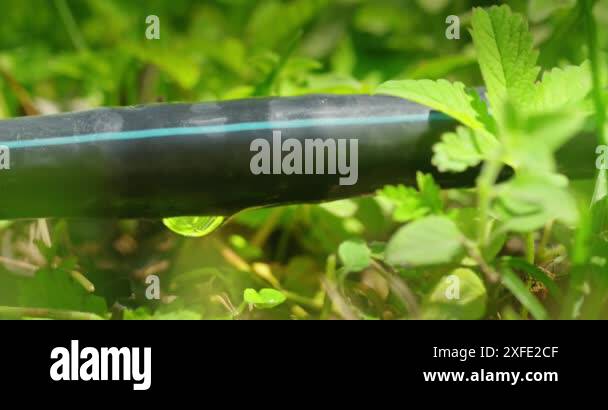 Water droplet forming on a drip irrigation hose. The droplet is ...