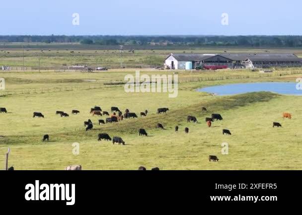 Dairy farm structure Stock Videos & Footage - HD and 4K Video Clips - Alamy