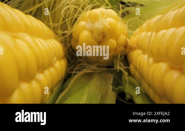 This video shows a close-up view of fresh corn cobs with their kernels ...