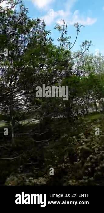 This is a calming video of a walk in the park. The lush green trees and ...