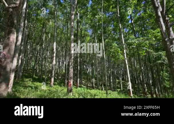 Walking through rubber trees under morning sunlight with blue sky ...