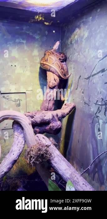 Snake tree top Stock Videos & Footage - HD and 4K Video Clips - Alamy
