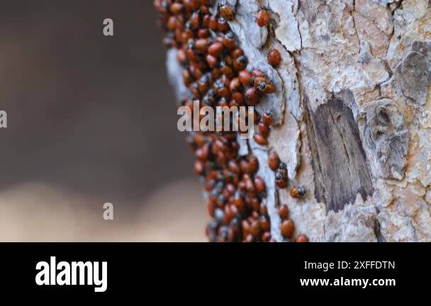 Pinnacles national park Stock Videos & Footage - HD and 4K Video Clips ...