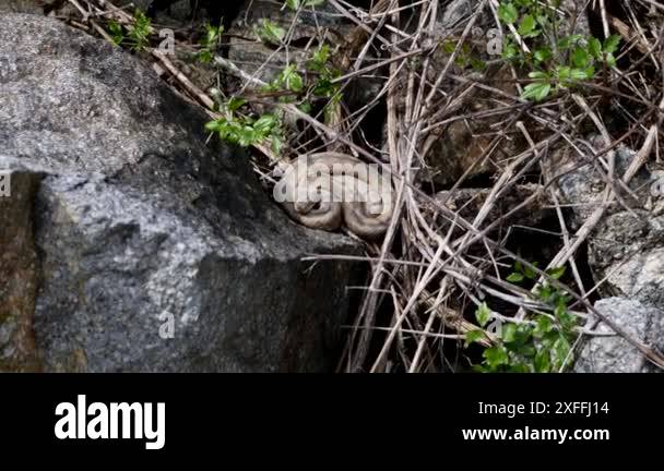 Nose horned viper male Stock Videos & Footage - HD and 4K Video Clips ...