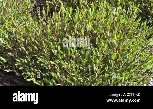 Deciduous shrub stems Stock Videos & Footage - HD and 4K Video Clips ...
