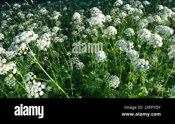 Chervil white flower close Stock Videos & Footage - HD and 4K Video ...