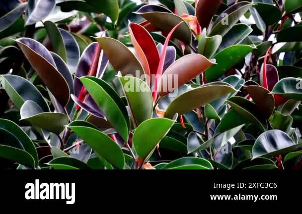 Rubber fig ficus elastica Stock Videos & Footage - HD and 4K Video ...
