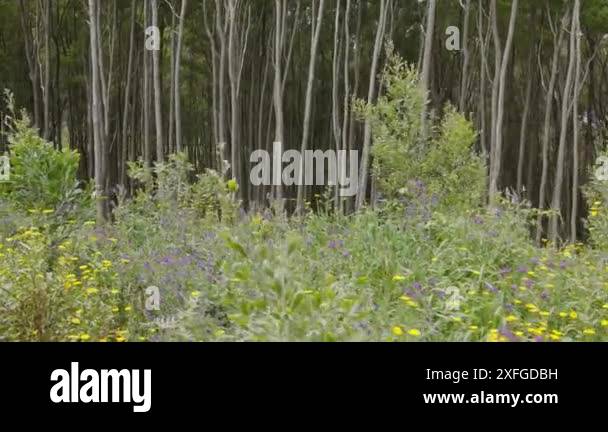 Slow motion camera inside deep dense forest on the sunset. Presence ...