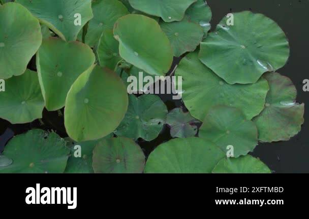 Floating aquatic leaves pattern Stock Videos & Footage - HD and 4K ...