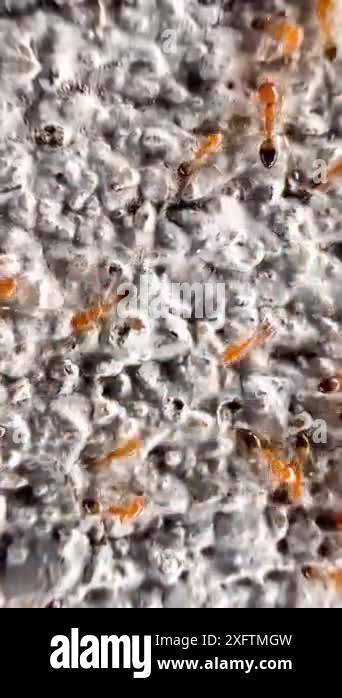 Porous small Stock Videos & Footage - HD and 4K Video Clips - Alamy
