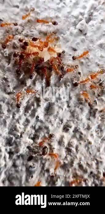 This clip shows a group of reddish-brown ants moving about carrying ...