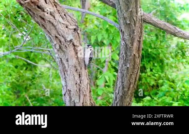 Tree pecking bird Stock Videos & Footage - HD and 4K Video Clips - Alamy