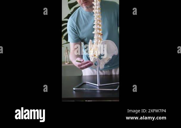 A physiotherapist holding an anatomical model of the human spine ...