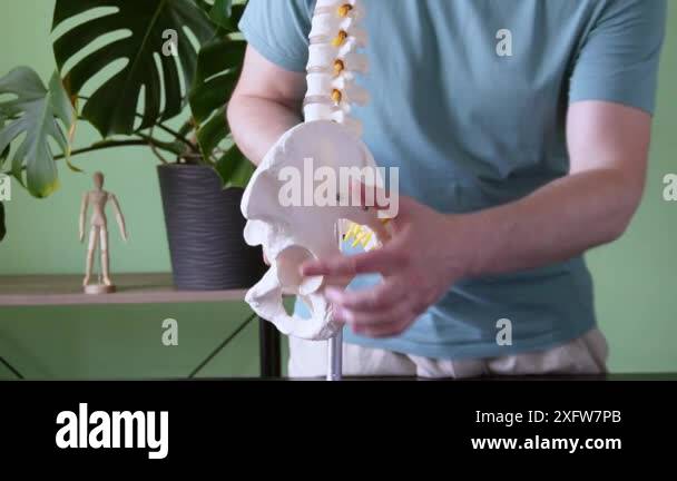 A physiotherapist holding an anatomical model of the human pelvis and ...