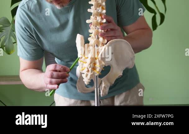 A medical professional uses a spine model to explain the anatomy and ...