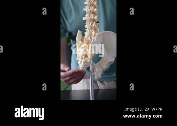 A physiotherapist holding an anatomical model of the human spine ...