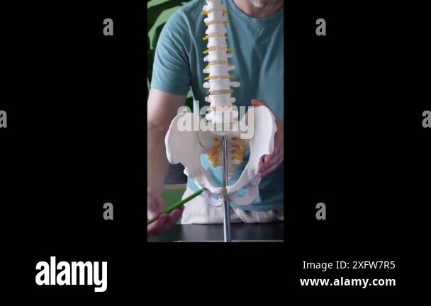 A physiotherapist holding an anatomical model of the human pelvis and ...