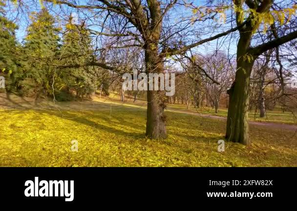 Vertical panorama of honey locust (Gleditsia triacanthos) tree with carpet of yellow foliage on ...