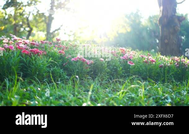 Pastel colorful flower floral soft nature sunbeam blossom in green garden morning time ...