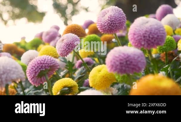 Pastel colorful flower floral soft nature sunbeam blossom in green garden morning time ...