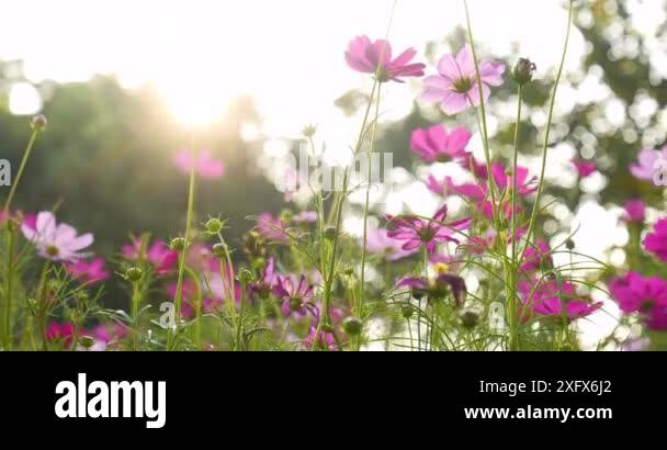Sunny pink cosmos flower floral soft nature sunbeam blossom blurred background. Sunbeam shining ...