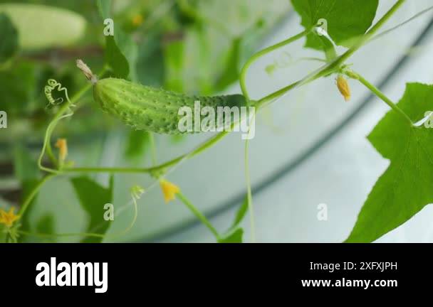 Cucumber plants in a garden, showing lush leaves and soil. cucumber and ...