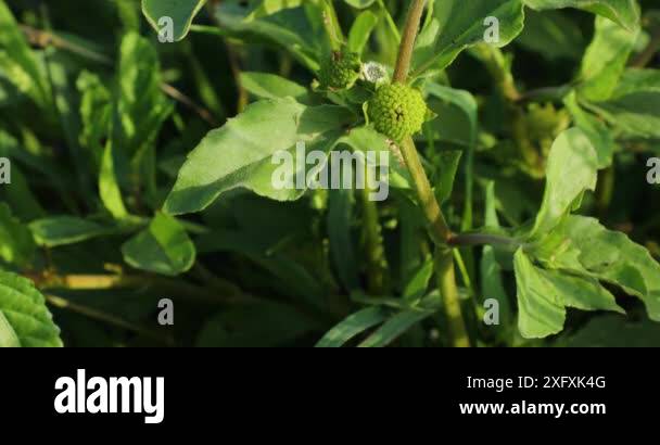 Seed pod. False daisy plant in nature. Eclipta prostrata. Yerba de tago ...