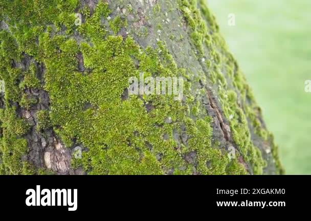 Pioneer tree species Stock Videos & Footage - HD and 4K Video Clips - Alamy