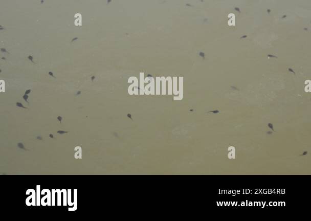 Tadpoles are swimming in river water. Black small frog tadpoles swimming in water. Nature ...