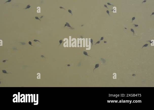 Tadpoles are swimming in river water. Black small frog tadpoles ...
