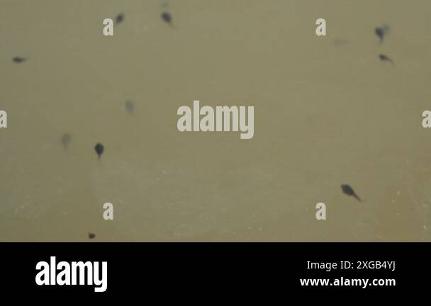 Tadpoles are swimming in river water. Black small frog tadpoles ...