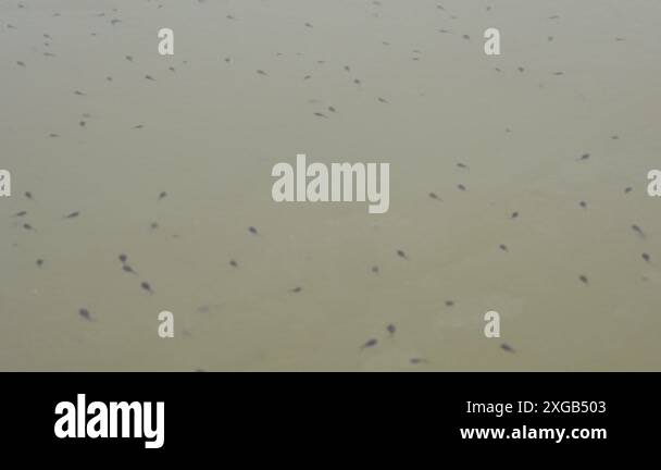Tadpoles are swimming in river water. Black small frog tadpoles ...