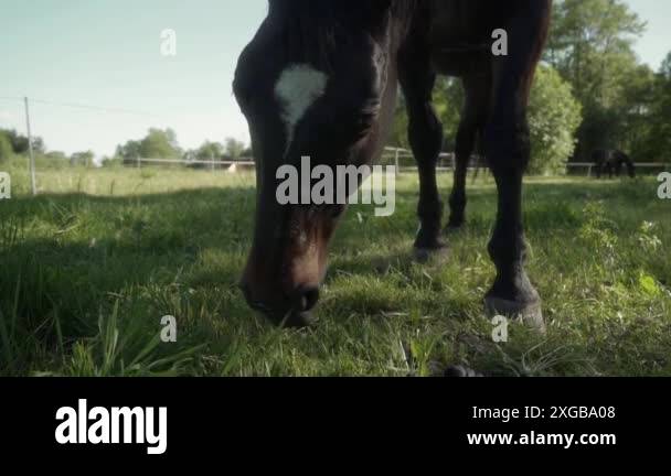 A curious horse grazes the grass in the pasture with an appetite, and ...