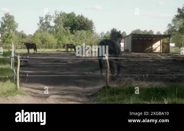 Horse kicking stable Stock Videos & Footage - HD and 4K Video Clips - Alamy