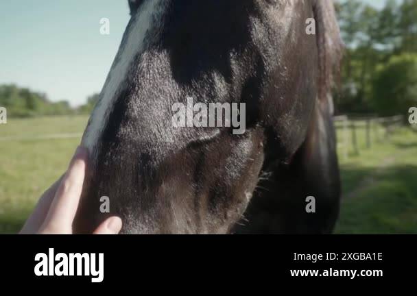 Horse and human bond Stock Videos & Footage - HD and 4K Video Clips - Alamy