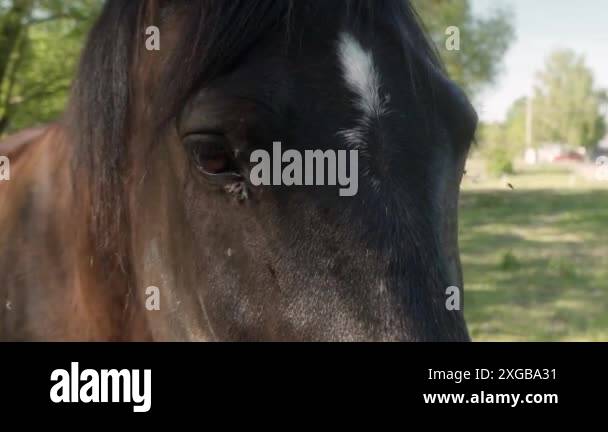 Nuisance flies Stock Videos & Footage - HD and 4K Video Clips - Alamy