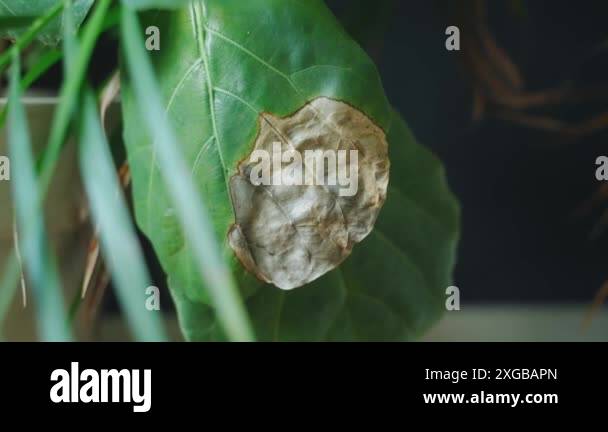 yellow Spots on Plant Leaves, leaves affected by fungus, Disease ...