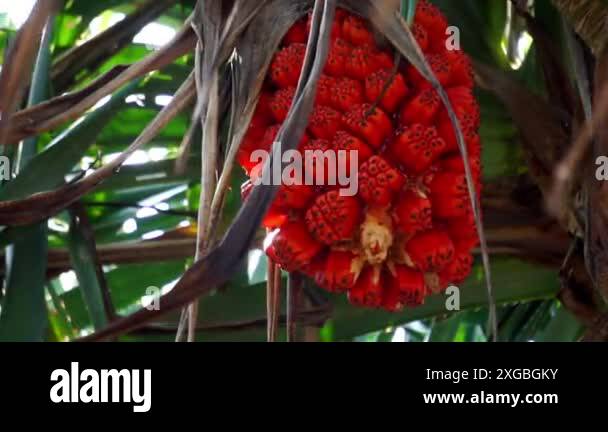 Fragrant Screwpine (Pandanus fascicularis, Pandanus odorifer, Pandanus ...